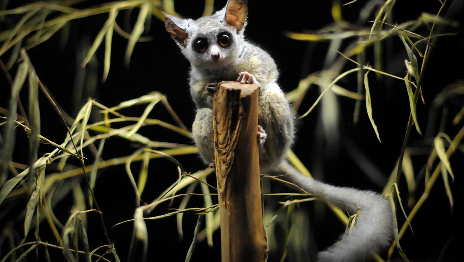 Galago