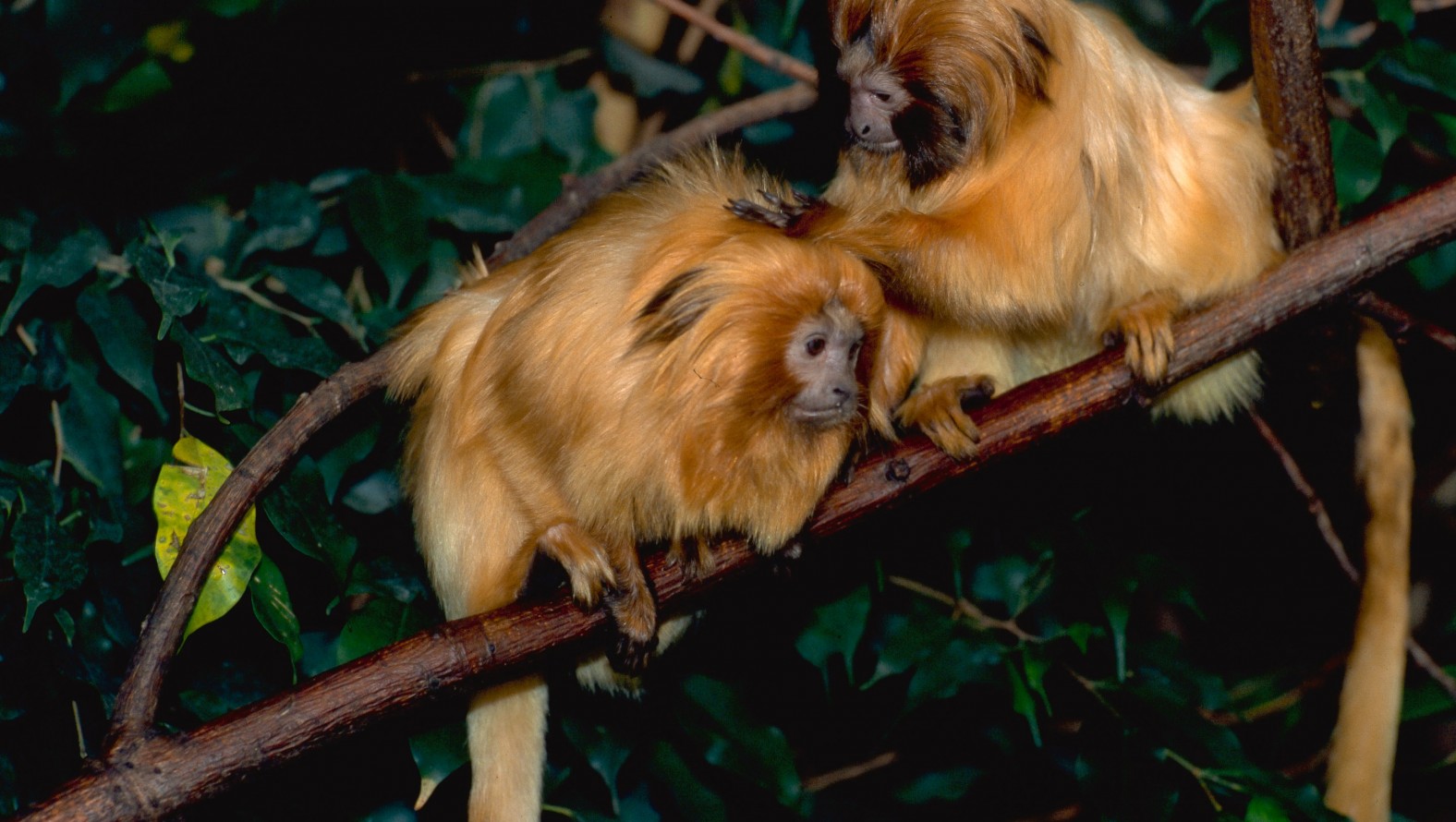 Fund af nye dyrearter