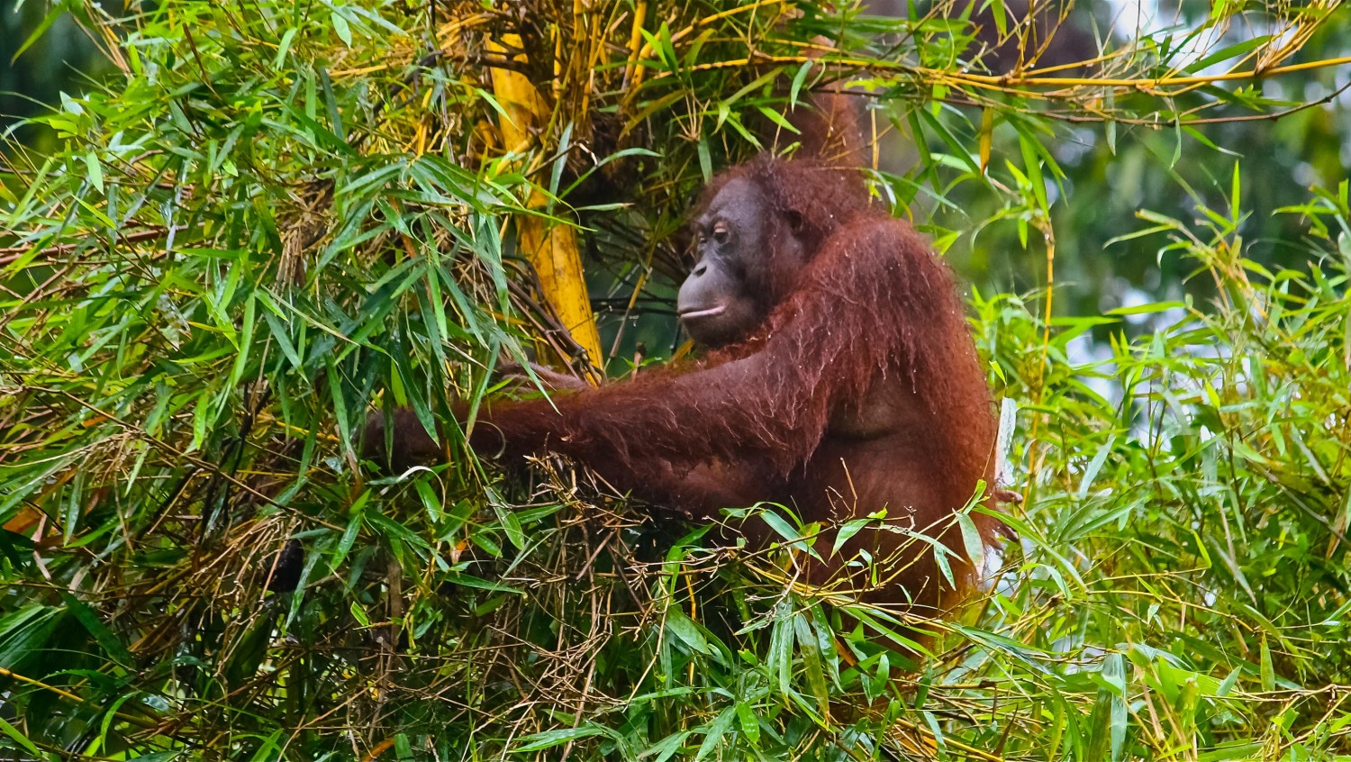 Orangutang