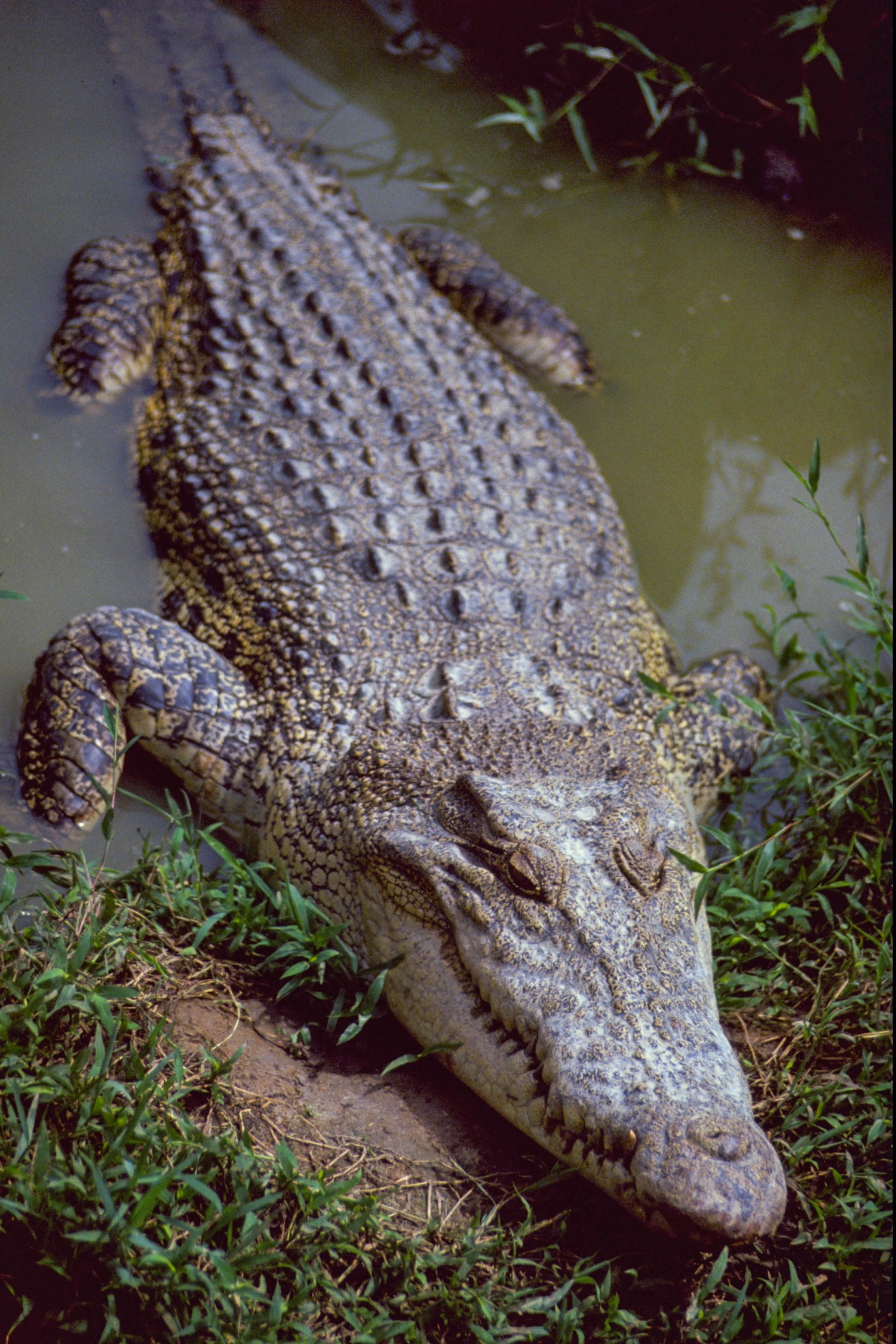 Krokodiller og Alligatorer Archives - Regnskove
