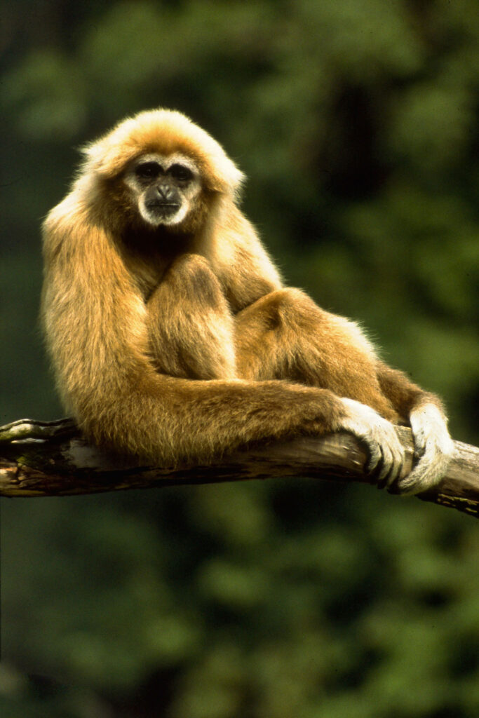 gibbon Archives - Regnskove