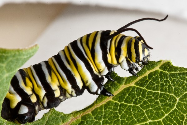Larver som bladædere